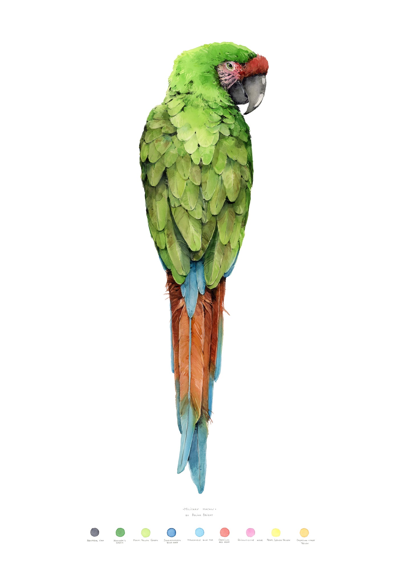 Military macaw - print